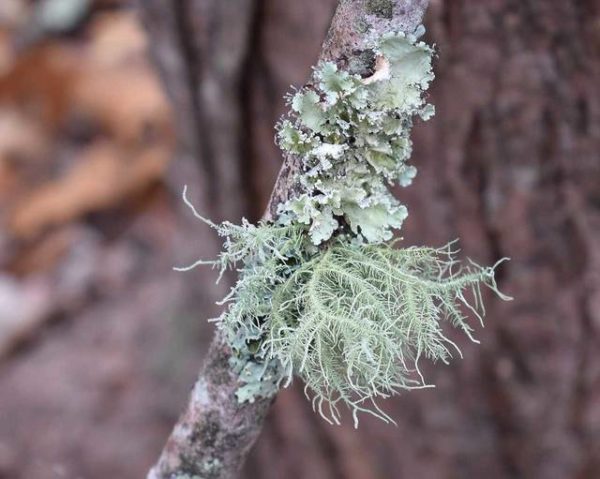 Lichen: Cute and fuzzy, but also a serious problem | Bladen Journal